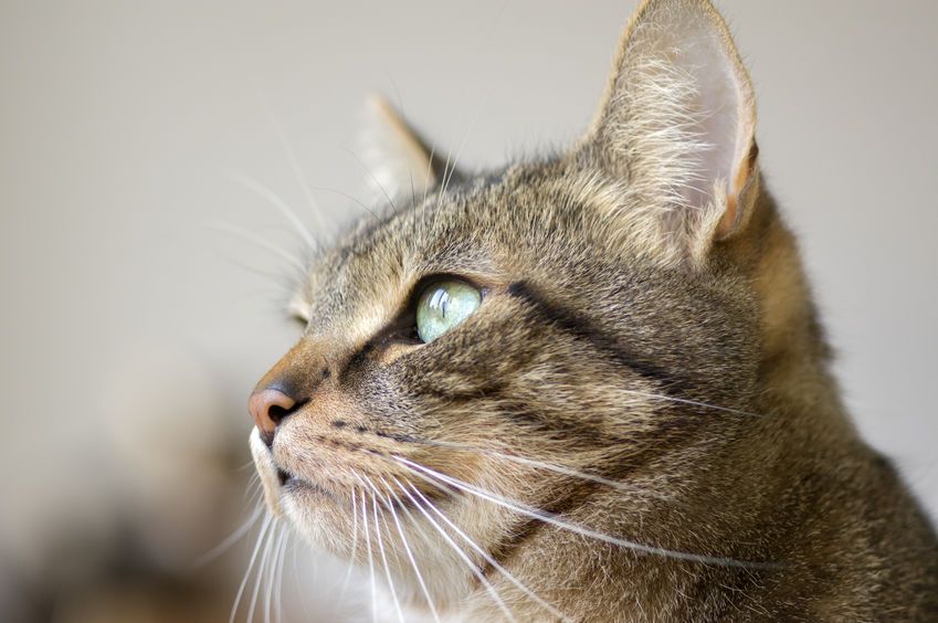 Animal Medicines Amnesty campaign – RCVS Knowledge