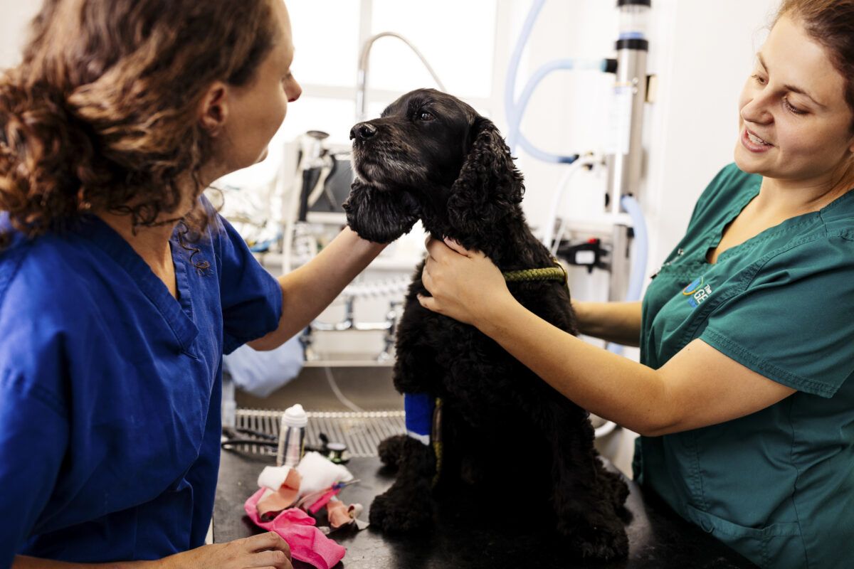 How to achieve contextualised care: insights from the veterinary sector ...