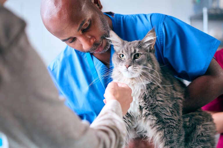Veterinary topics and resources – RCVS Knowledge