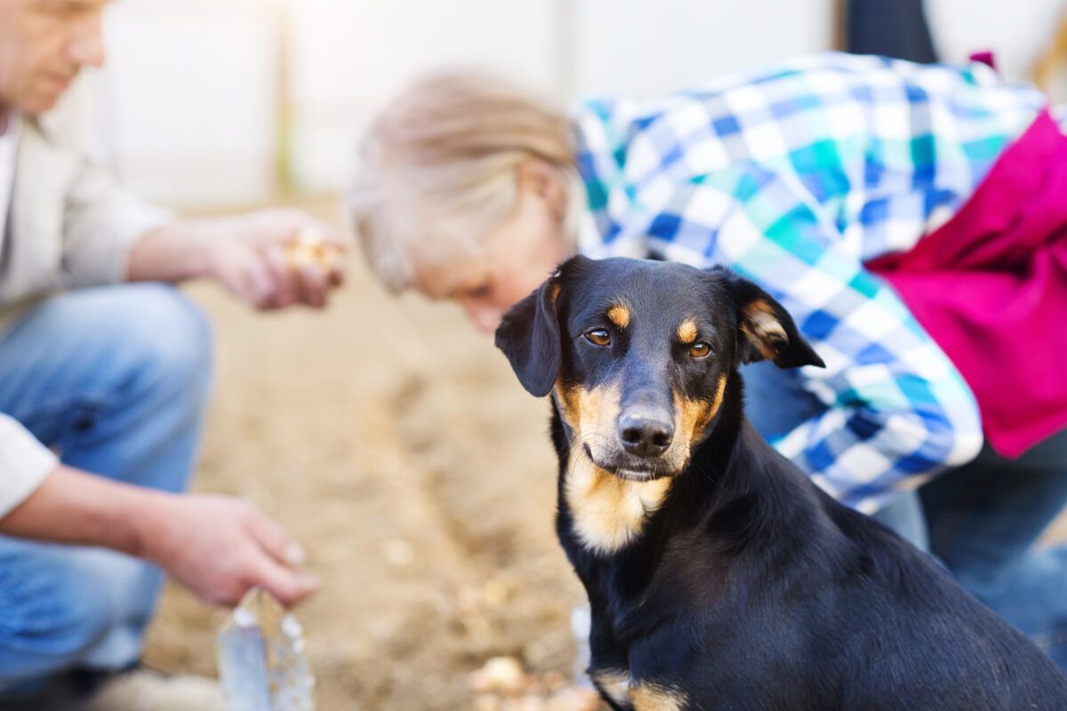 Animal owners – RCVS Knowledge